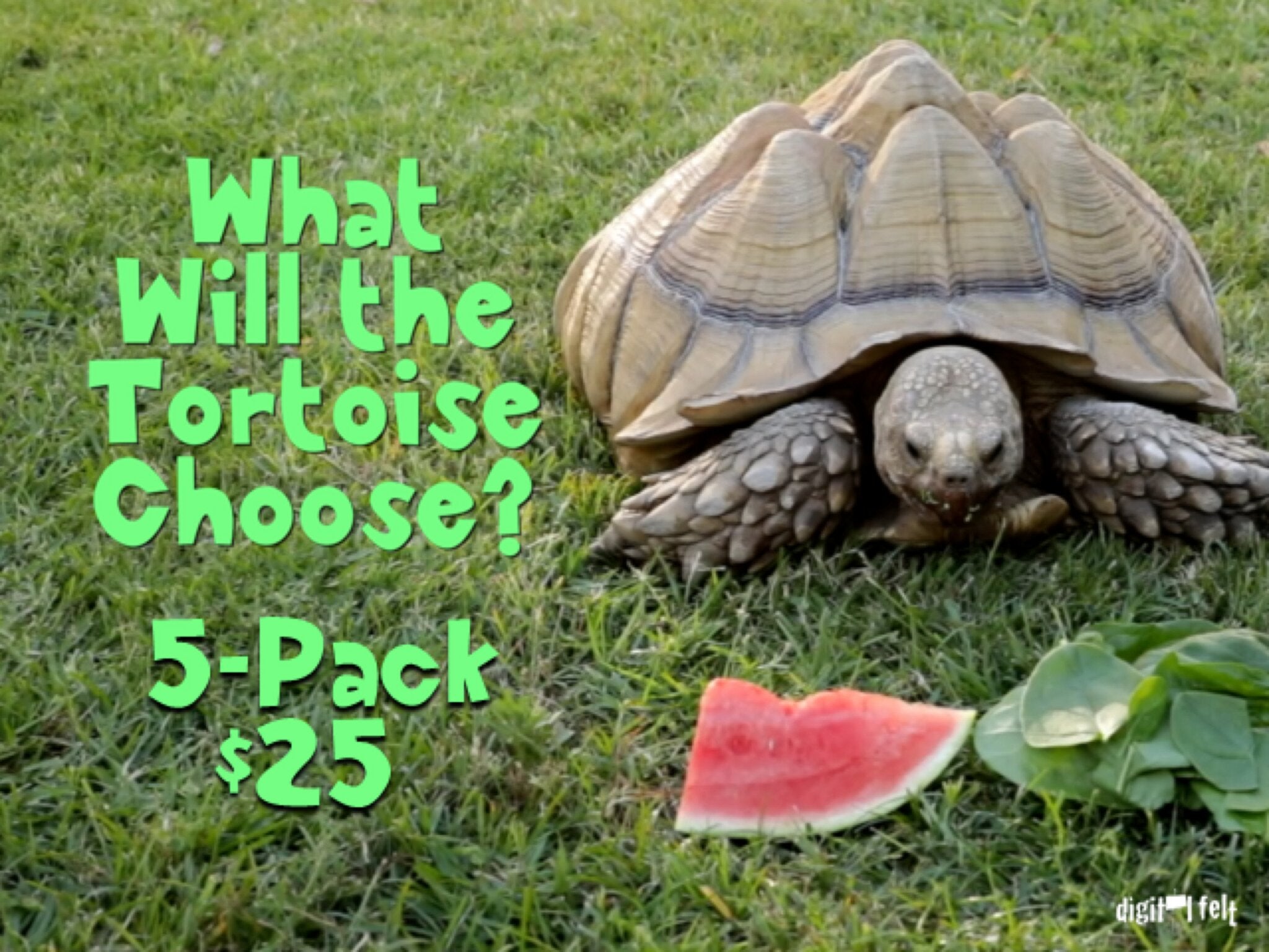 What Will The Tortoise Choose 5-Pack | Digital Felt Productions | Games ...